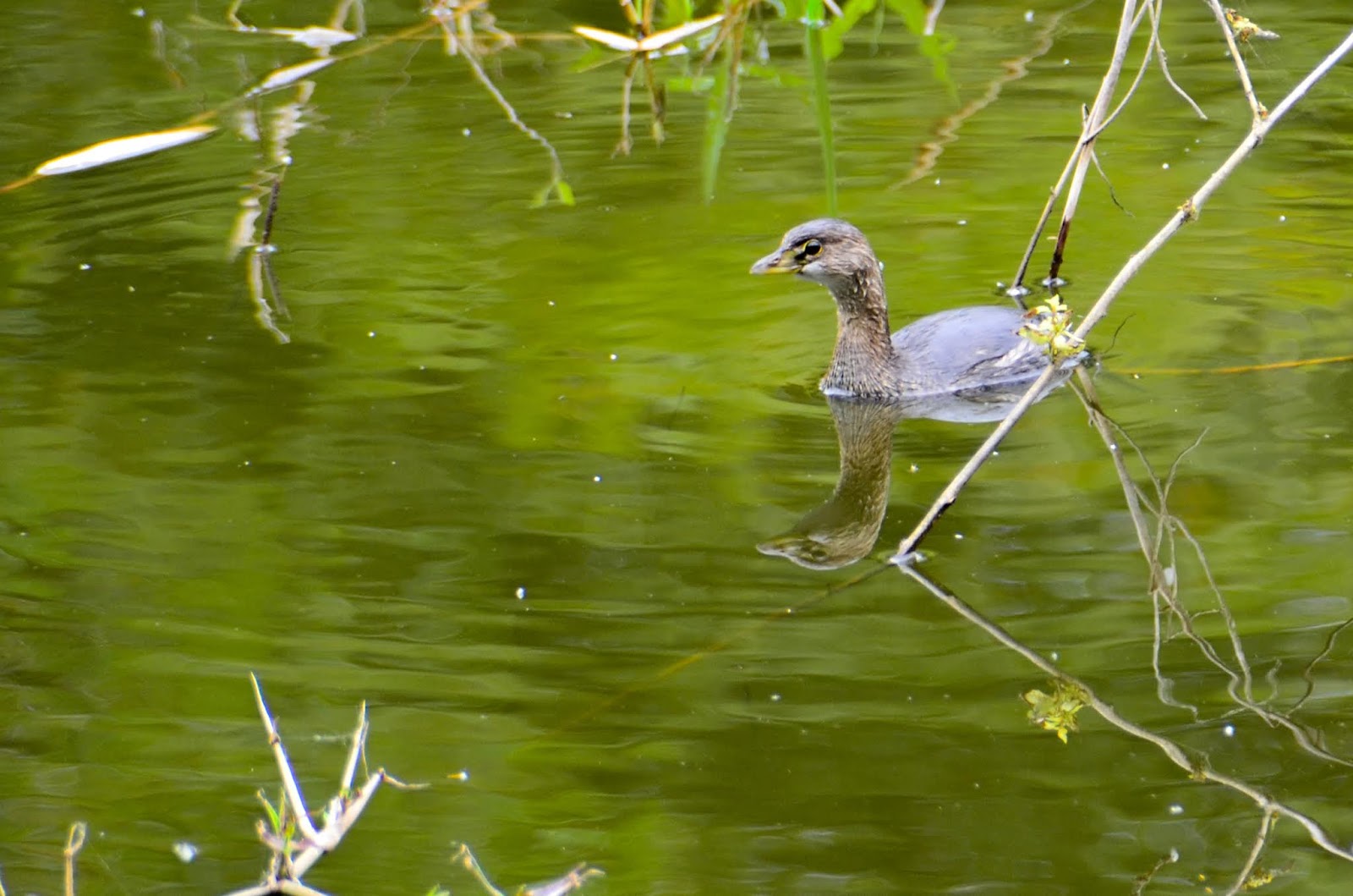 Zambullidor piquipinto – Podilymbus podiceps