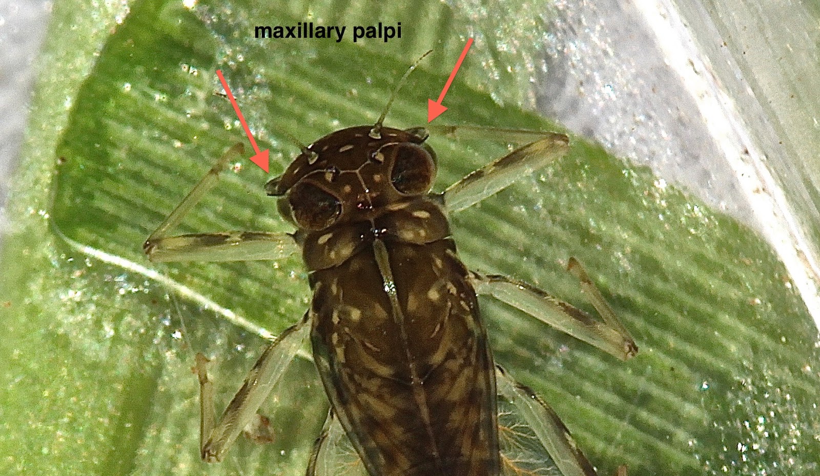 Aquatic Insects of Central Virginia: A "Cheat Sheet" for the flatheaded ...