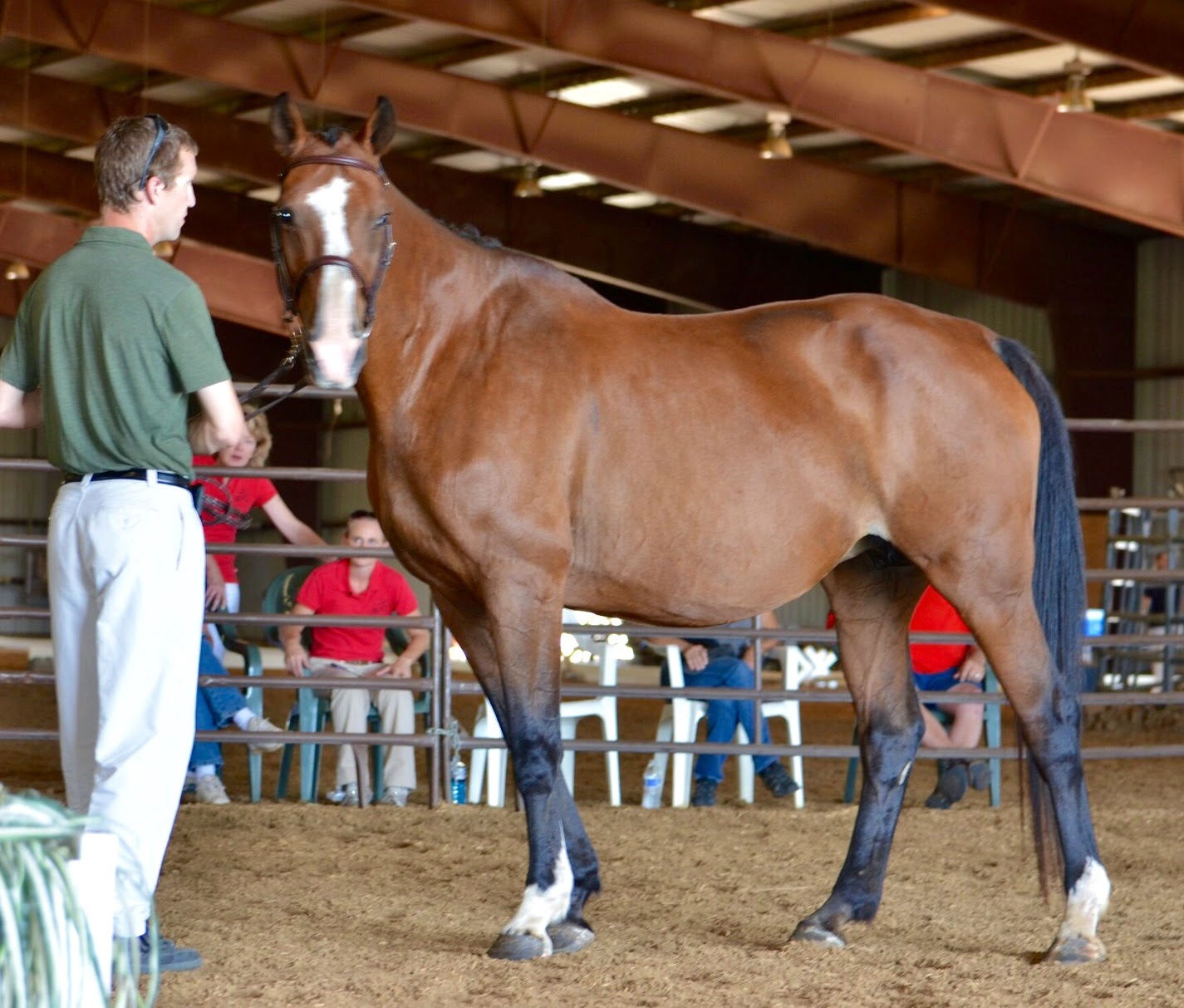Paragon Performance Horses: Our Horses