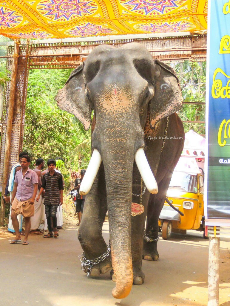 Mangalamkunnu Karnan: GAJARAJA KULAPATHY MANGALAMKUNNU GANAPATHY