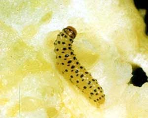 Southern Living: Preppy Style: We have a visitor