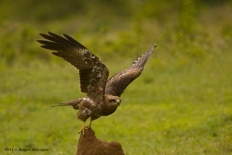 Wildlife photography: The common raptor - Pariah Kite