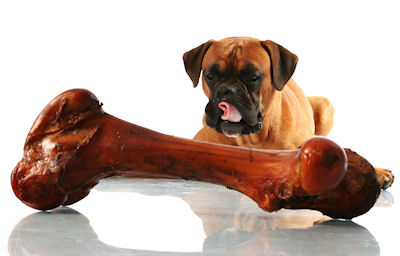 +que4patas: Que es el megaesofago canino o felino congenito?