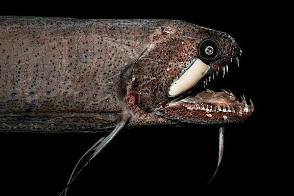 8 Spesies Ikan Paling Berbahaya Di Dunia