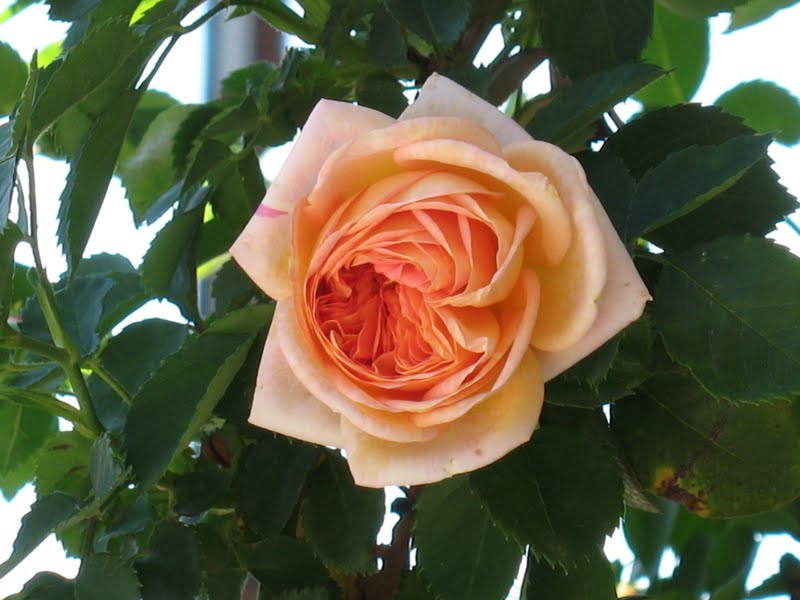 Jurnal de gradina: Rosa Alchemist