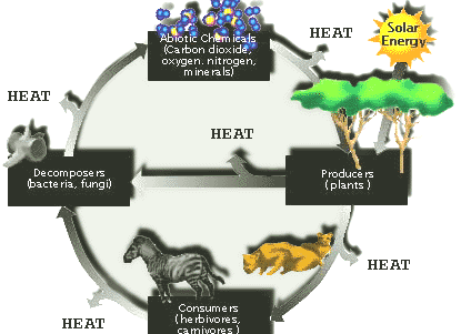 ecosystem & ecology: energy in ecosystems