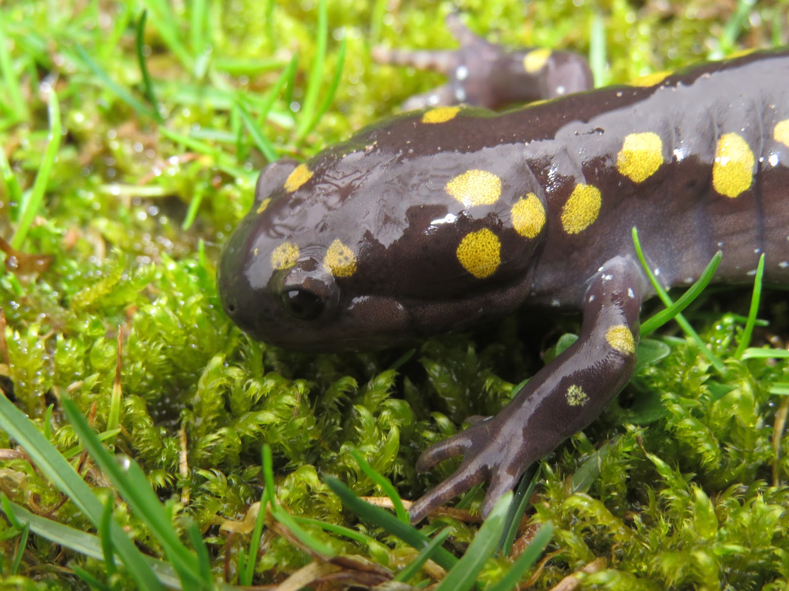 Blue Jay Barrens: March 2017