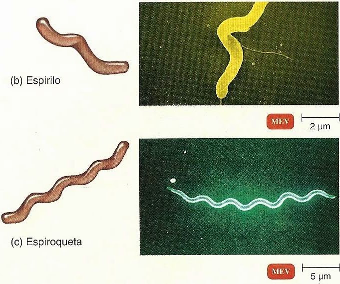 Microbiologia - UESB (Vitória da Conquista - BA)