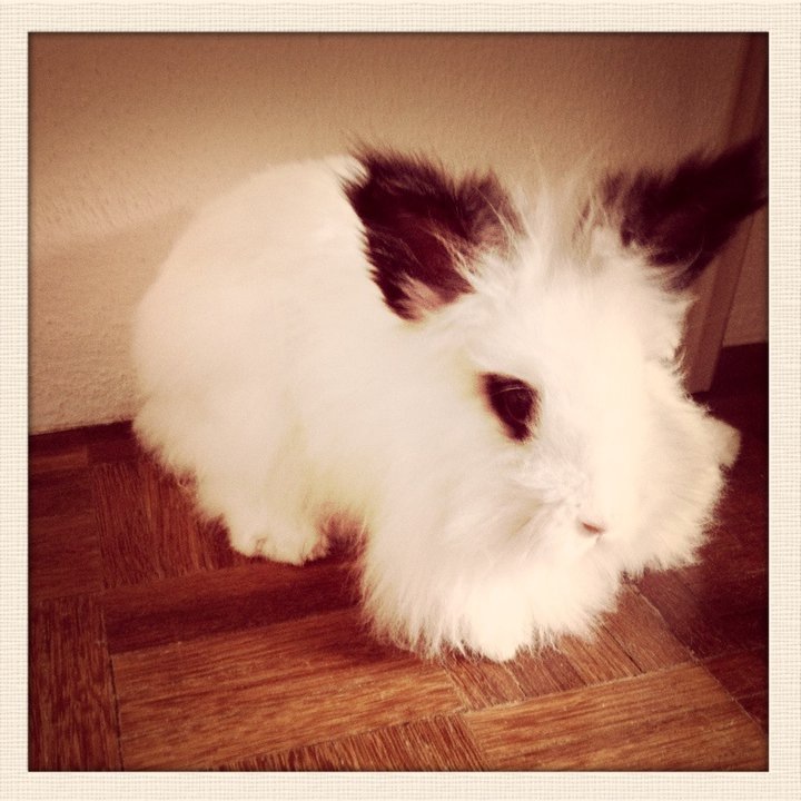 I am a Cool Bunny | Bubu Rabbit