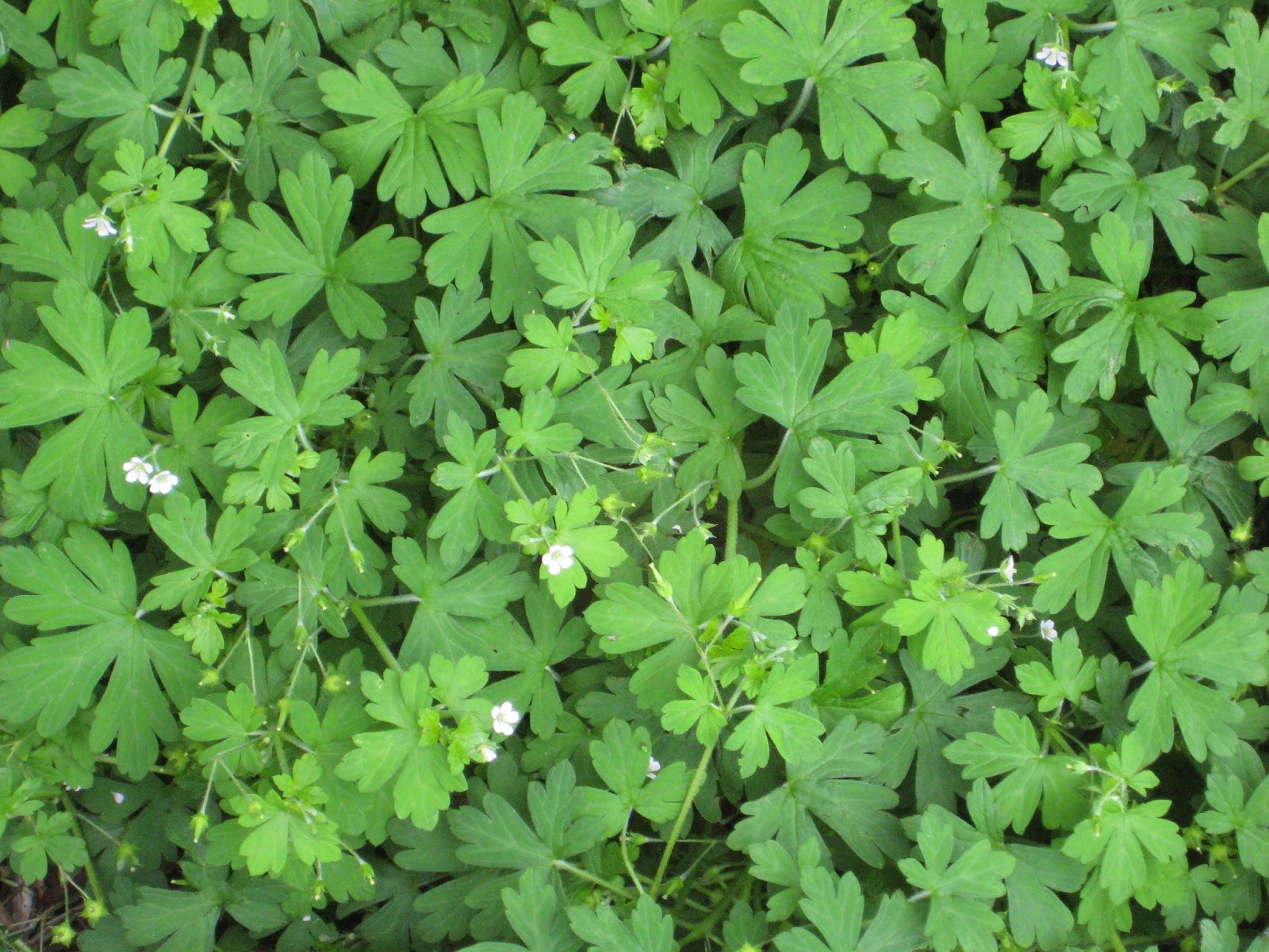 Try growing: Illawarra native plants in permaculture gardens | Growing ...