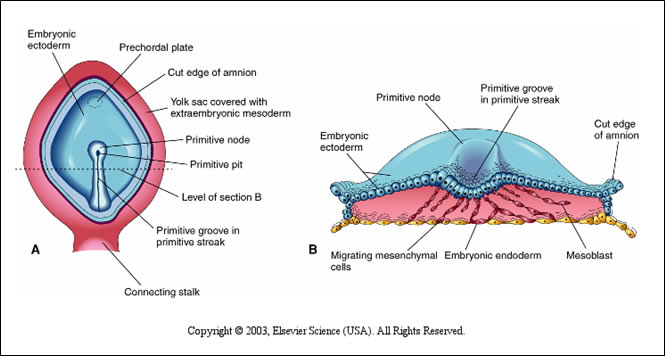 EMBRIOLOGIA 713: CAPITULO 5: DISCO GERMINATIVO TRILAMINAR.