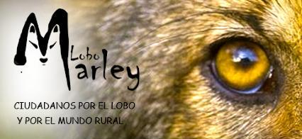 Naturaleza de Quintanilla del Agua (Burgos): Festival de rapaces.