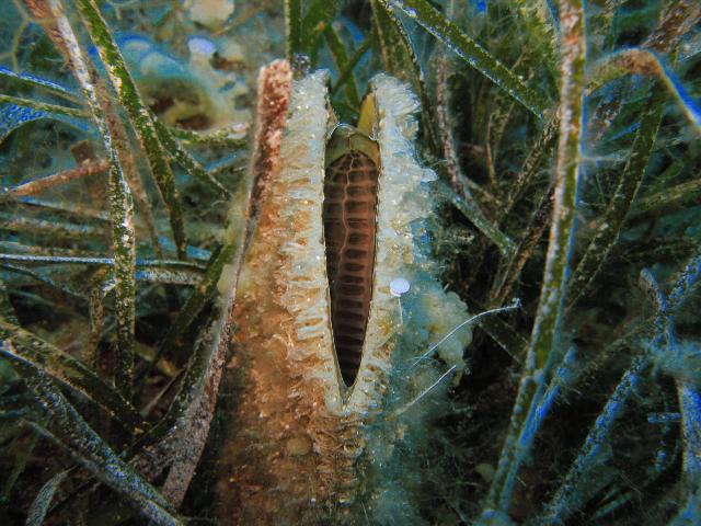 Η πίννα / pinna - Η ΔΙΑΔΡΟΜΗ