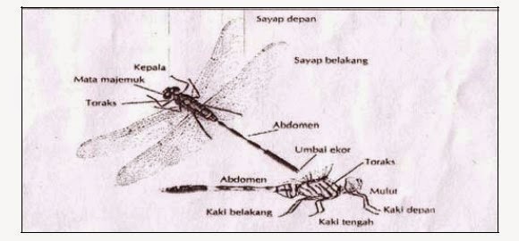 Butterfly & Dragonfly