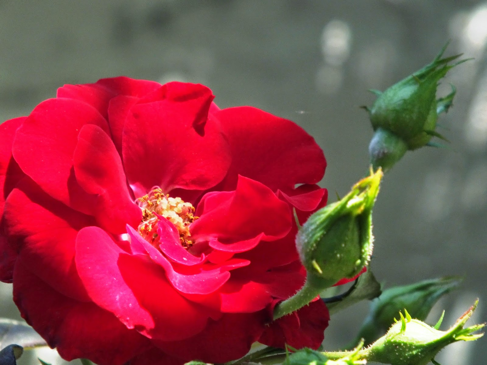 Holly Atwood Land: Ello Govna