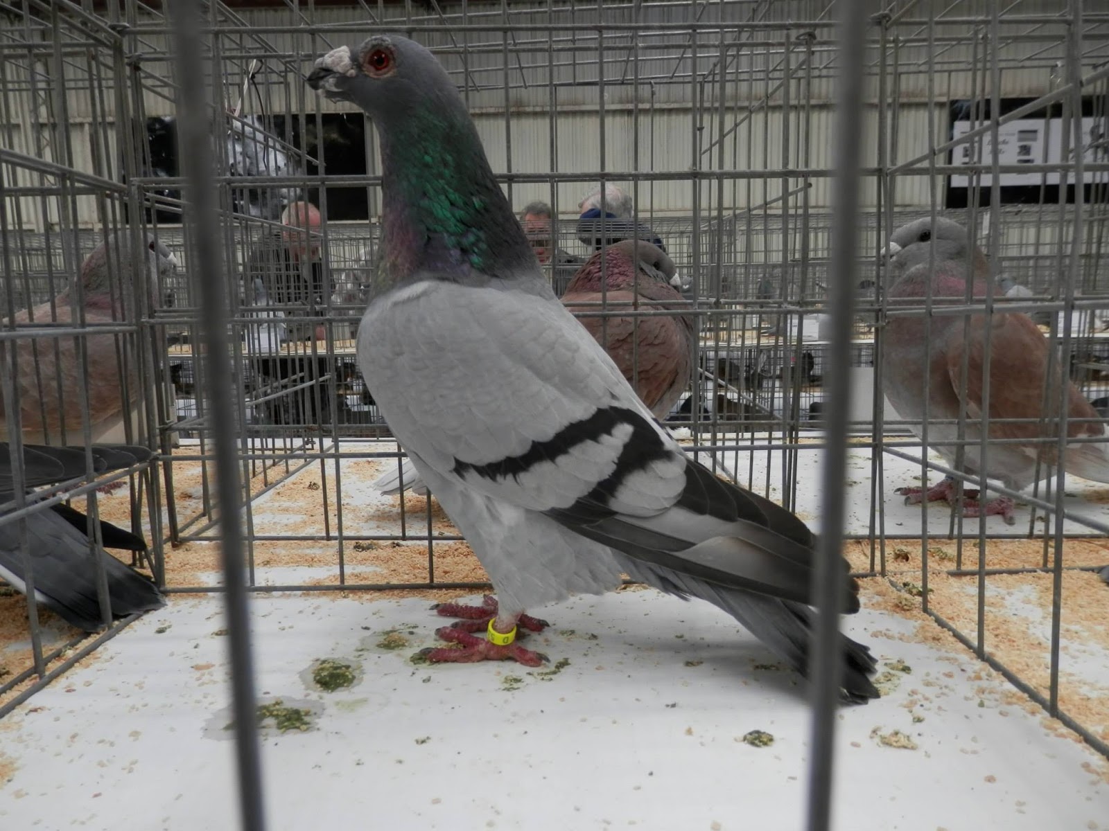 World of Pigeons and Doves: Dragoon Pigeon