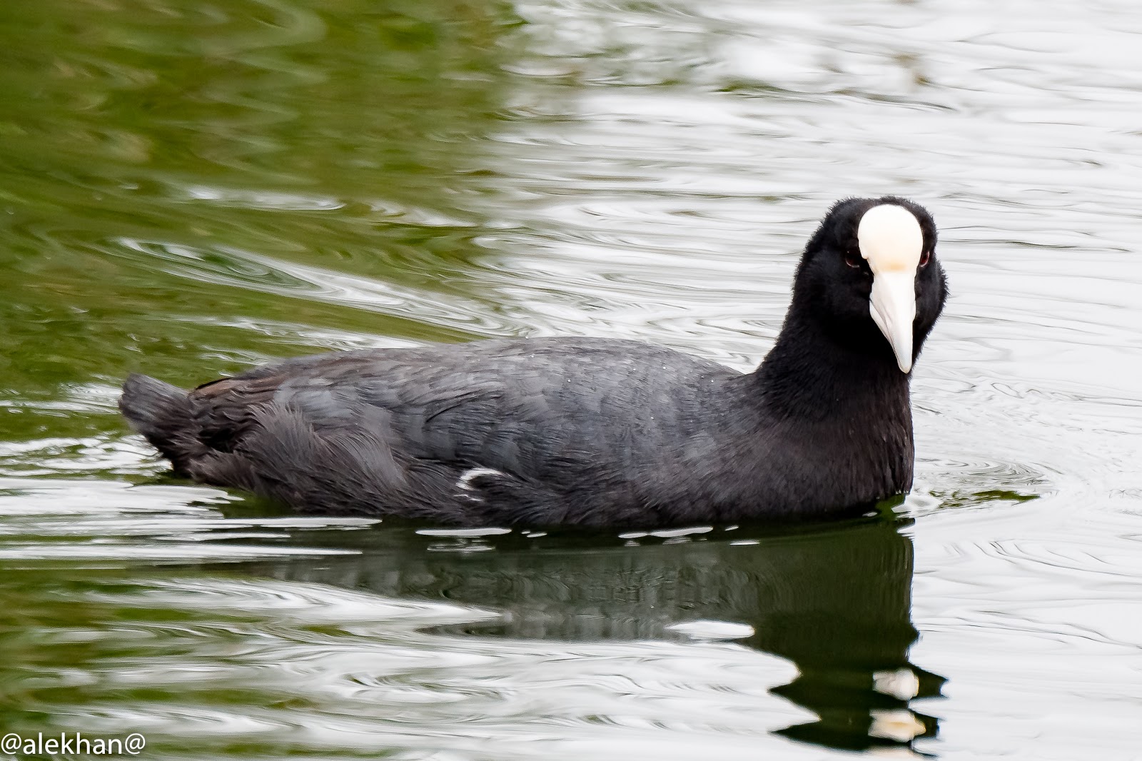 Pájaros, Pajarracos: Tagua andina (PE)