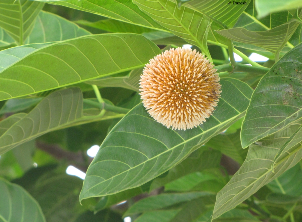 Gifting Trees...: The Favourite Tree Of God