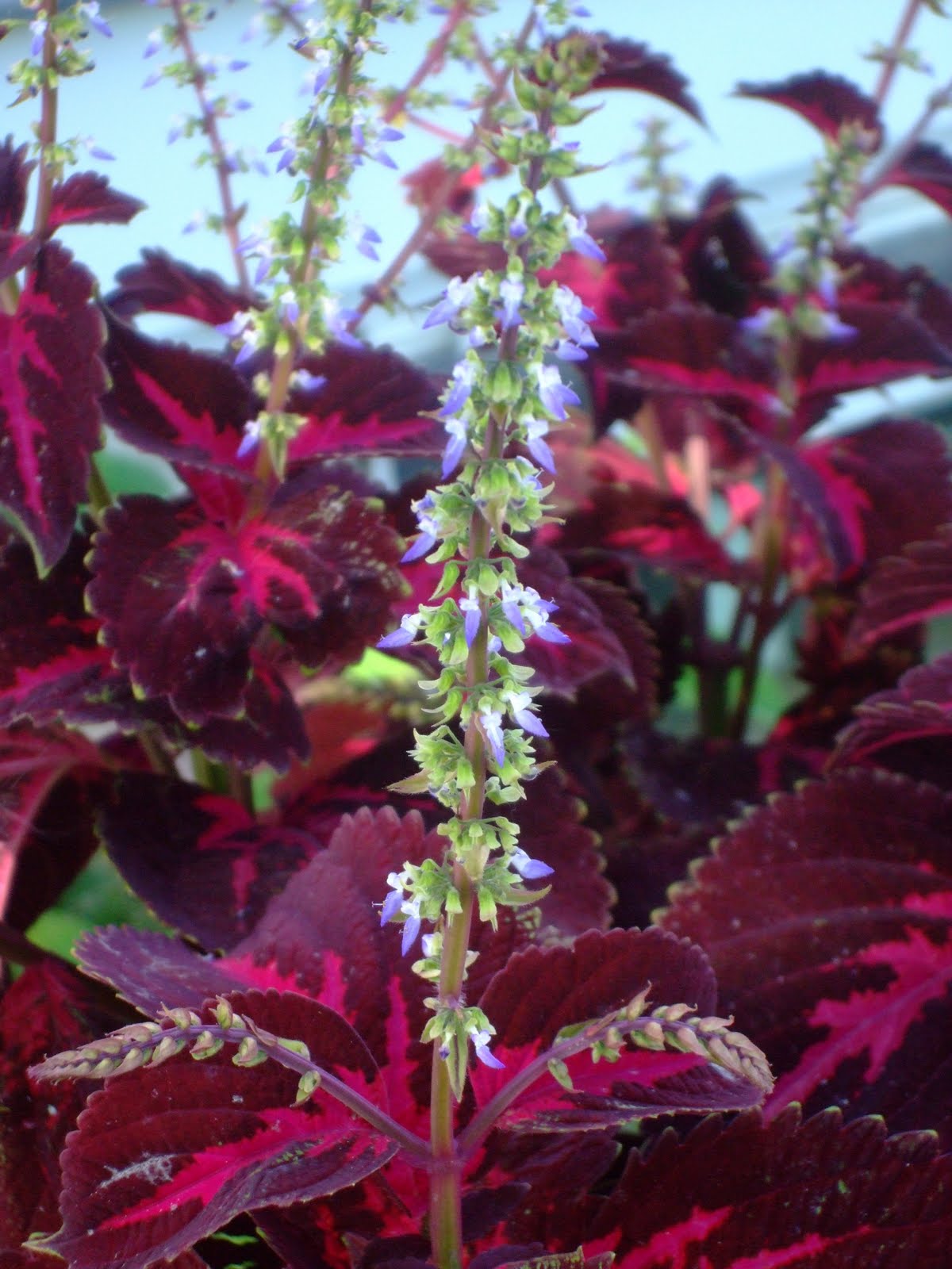Yes, I Talk to Plants: Colorful Coleus