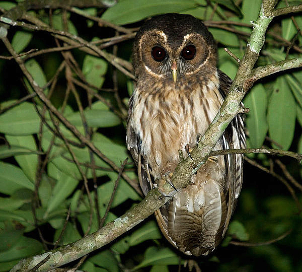 Bellas Aves de El Salvador: Ciccaba (Strix) virgata (búho café, moteado ...