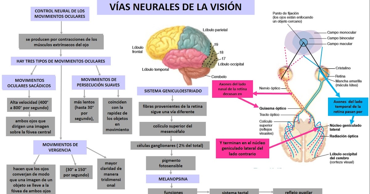 Blog de Fisiologia Basica UAS Itzel Adriana Torres Baez Ciclo 2018-2019 ...