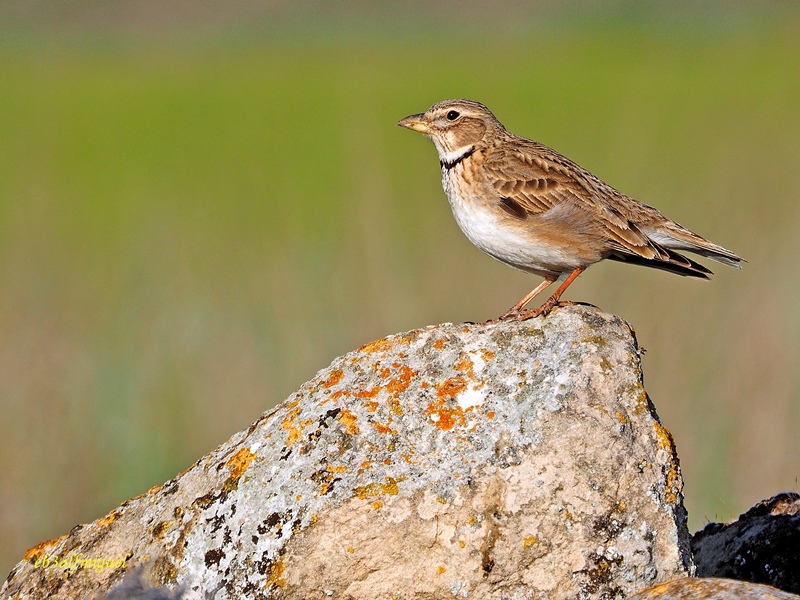 MIS AMIGAS LAS AVES: Calandria común (Melanocorypha calandra)