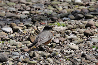 Birds from Behind : 17 April 2011