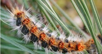 FOGLIE: Processionaria: perché è pericolosa, sintomi e rimedi