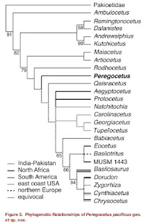 El Pensieve de Dinorider: Peregocetus pacificus, ballena de tierra y ...