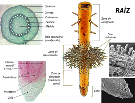 INFORMATICA: BOTANICA