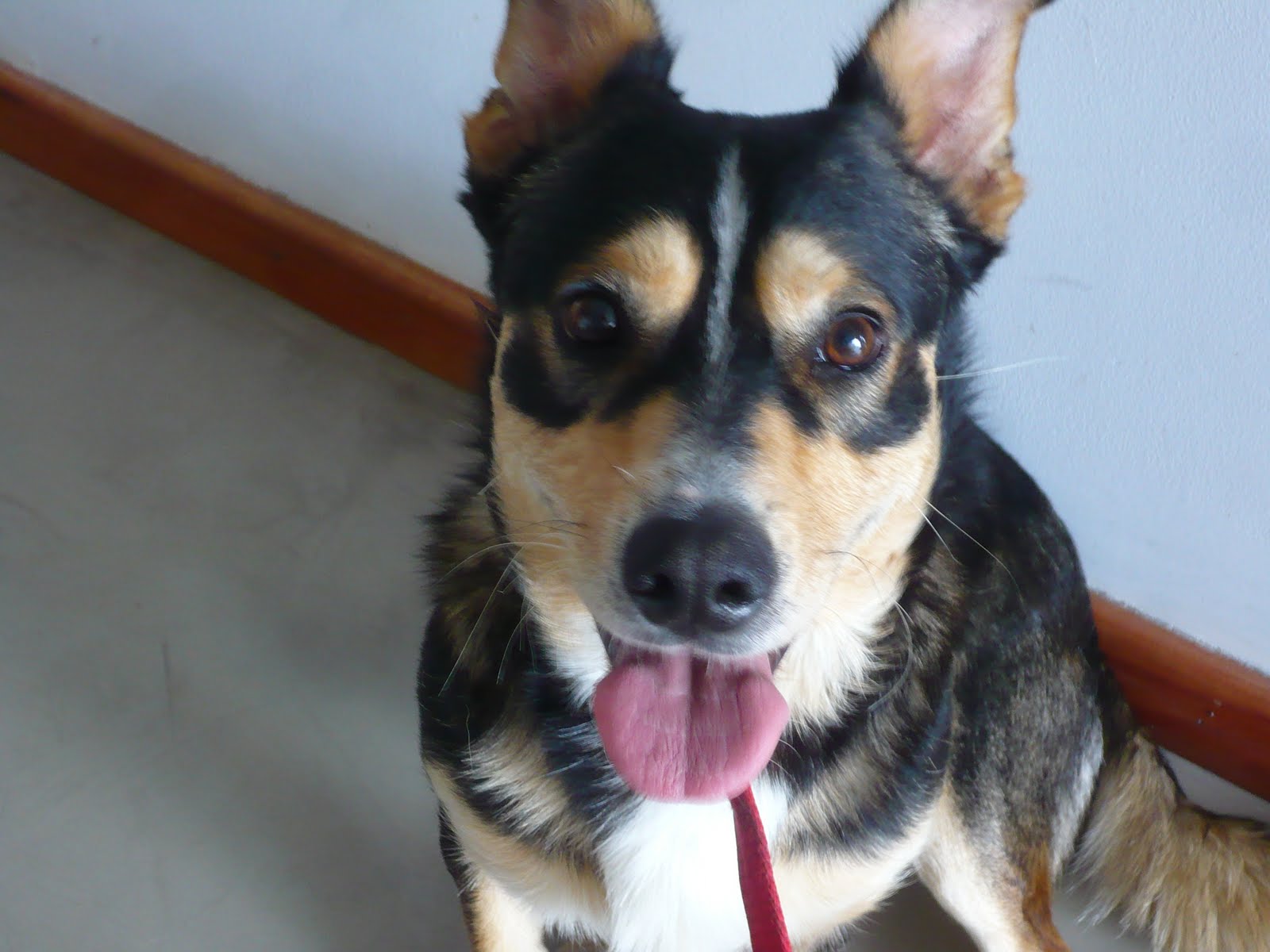 Aquí los Perros son Bienvenidos - Perro Real: febrero 2011