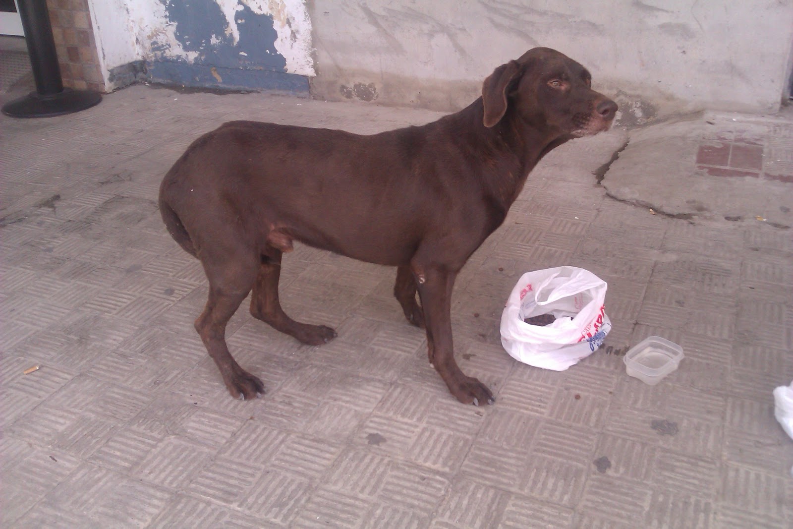 perros de casa: BRACO FAMELICO Y ENFERMIZO A 40 GRADOS EN SEVILLA.