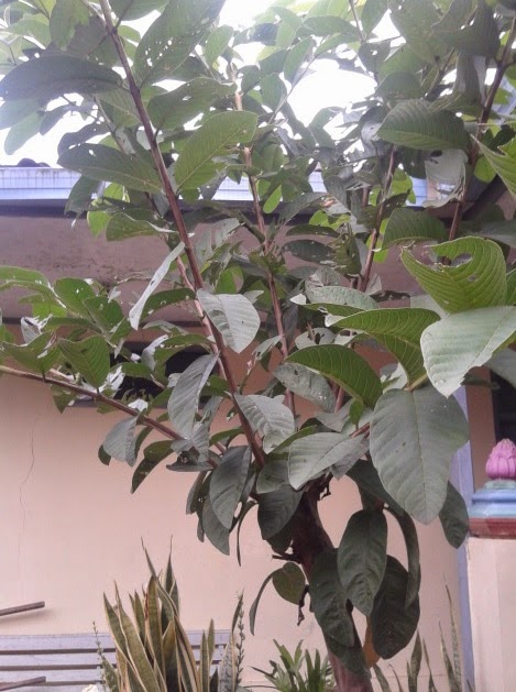 Cinta Tanaman Indonesia: Psidium guajava L (Tanaman Jambu Biji)