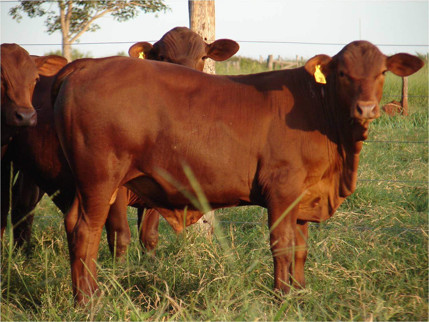 BOVINOCULTURA SUBSEQUENTE 2017: Raças de Zebuínos, Taurinos e Compostas