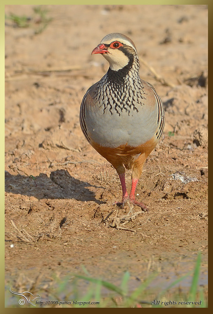 WILDLIFE GATEWAY: Une Perdrix rouge s'abreuve