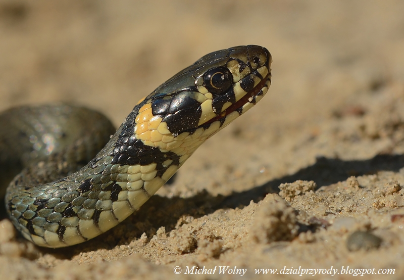 Z notatnika przyrodnika - muzealnika: Zaskroniec zwyczajny Natrix natrix