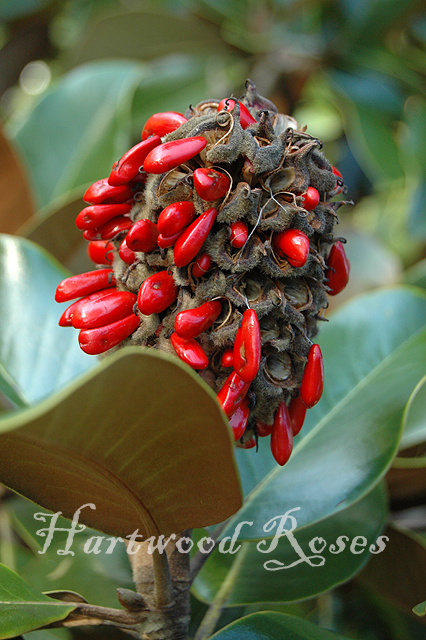 Hartwood Roses: Magnolia Pods