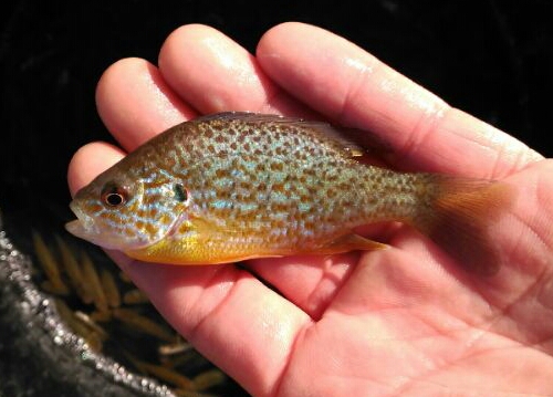 Fauna del Camp i la Conca.: Mirallet o perca sol.