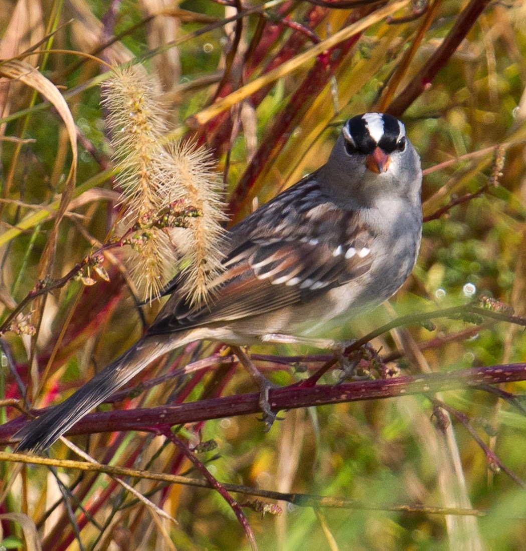 Surner Birding: Sparrow Hunting