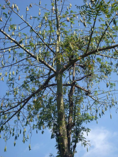 RANDU (TUMBUHAN MERANGGAS II) – Jati.id