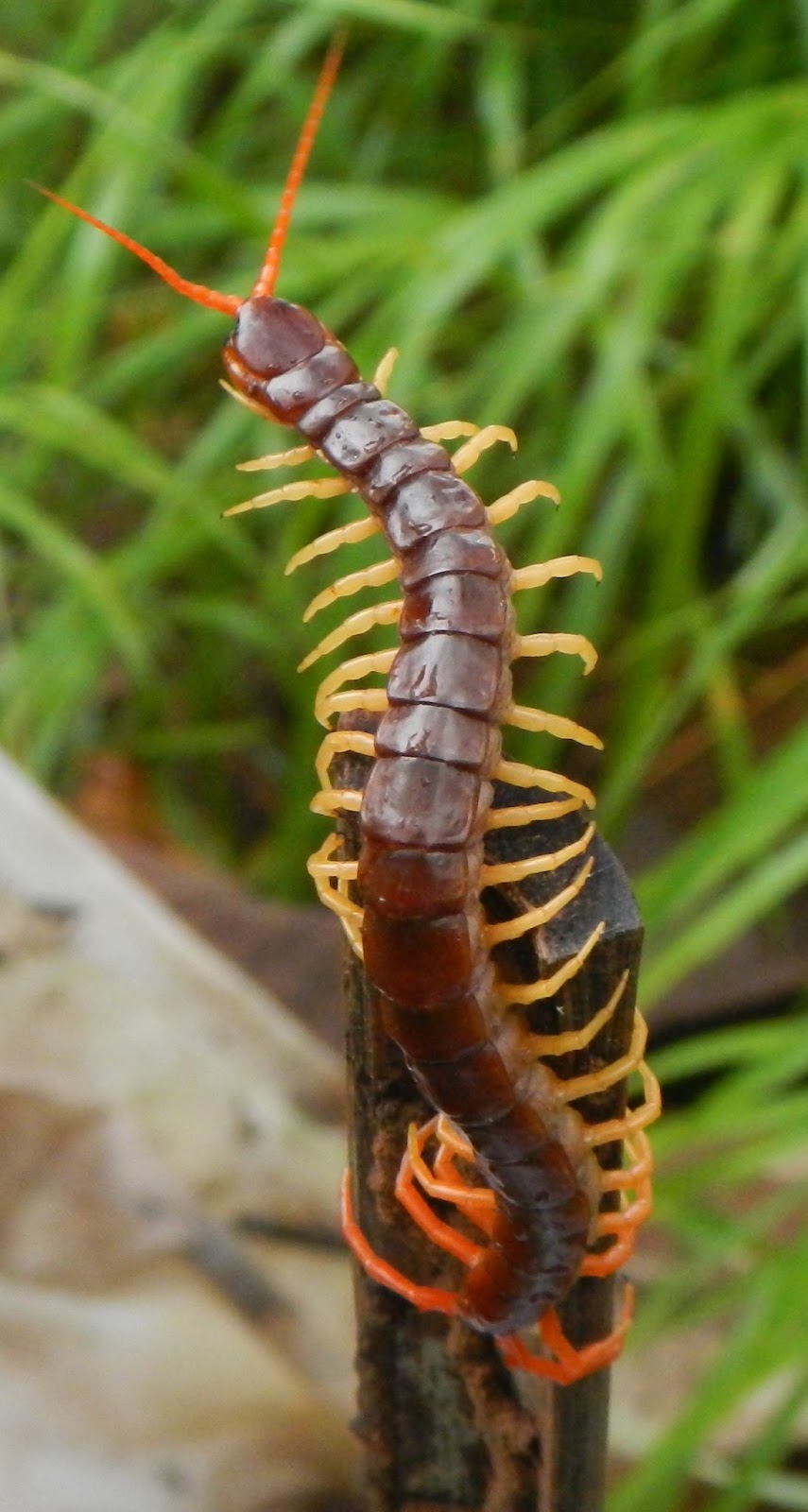 The Brewkeeper's Adventures: King for a Day