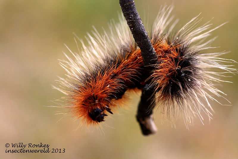 INSECTENWERELD: Duininsecten