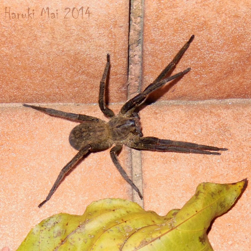 Insetologia - Identificação de insetos: Aranha Armadeira em São Paulo