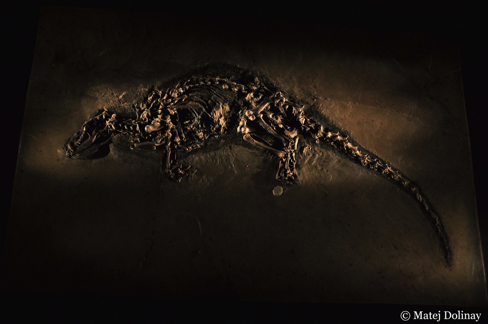 Evolutionary Vertebrate Zoology: Messel on Tour