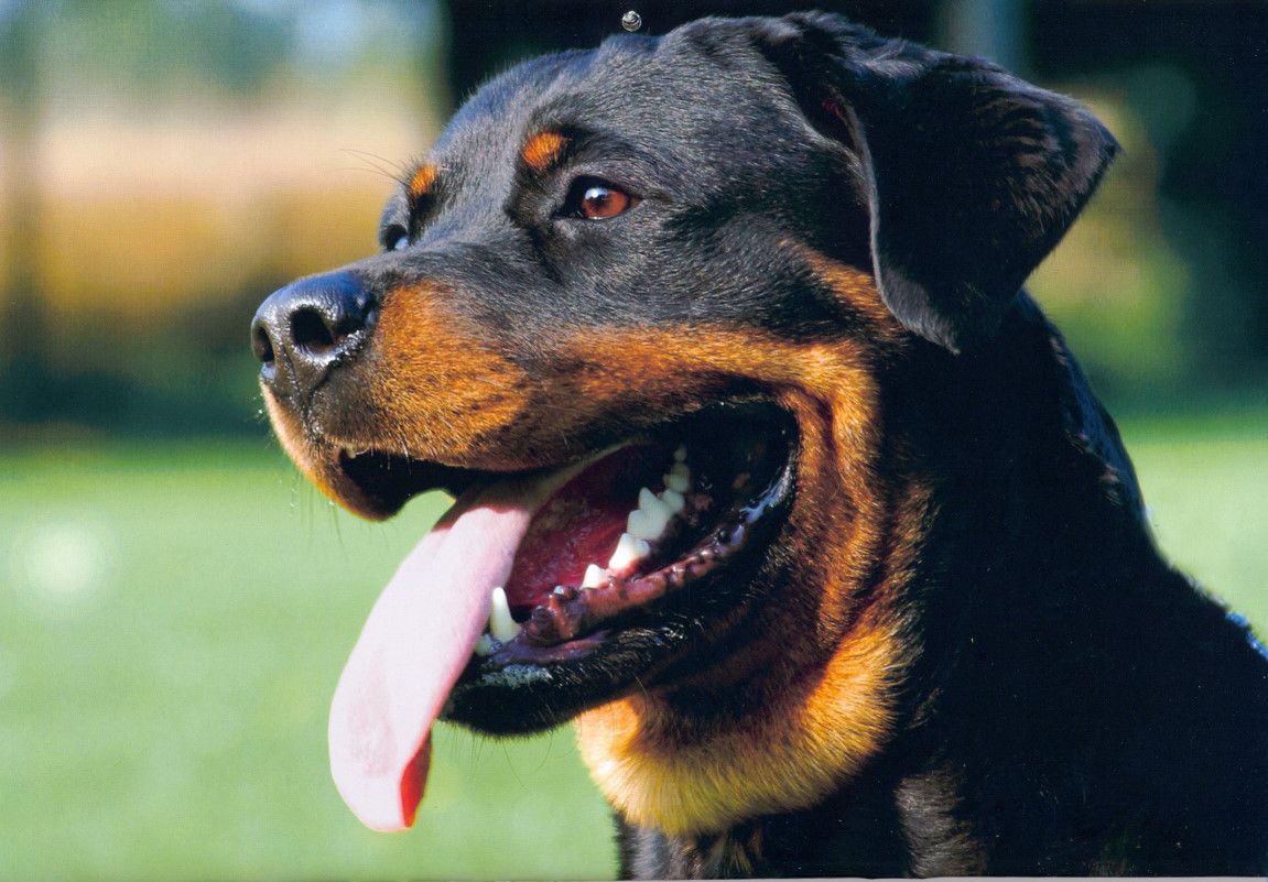 MUNDO ANIMAL: Rottweiler