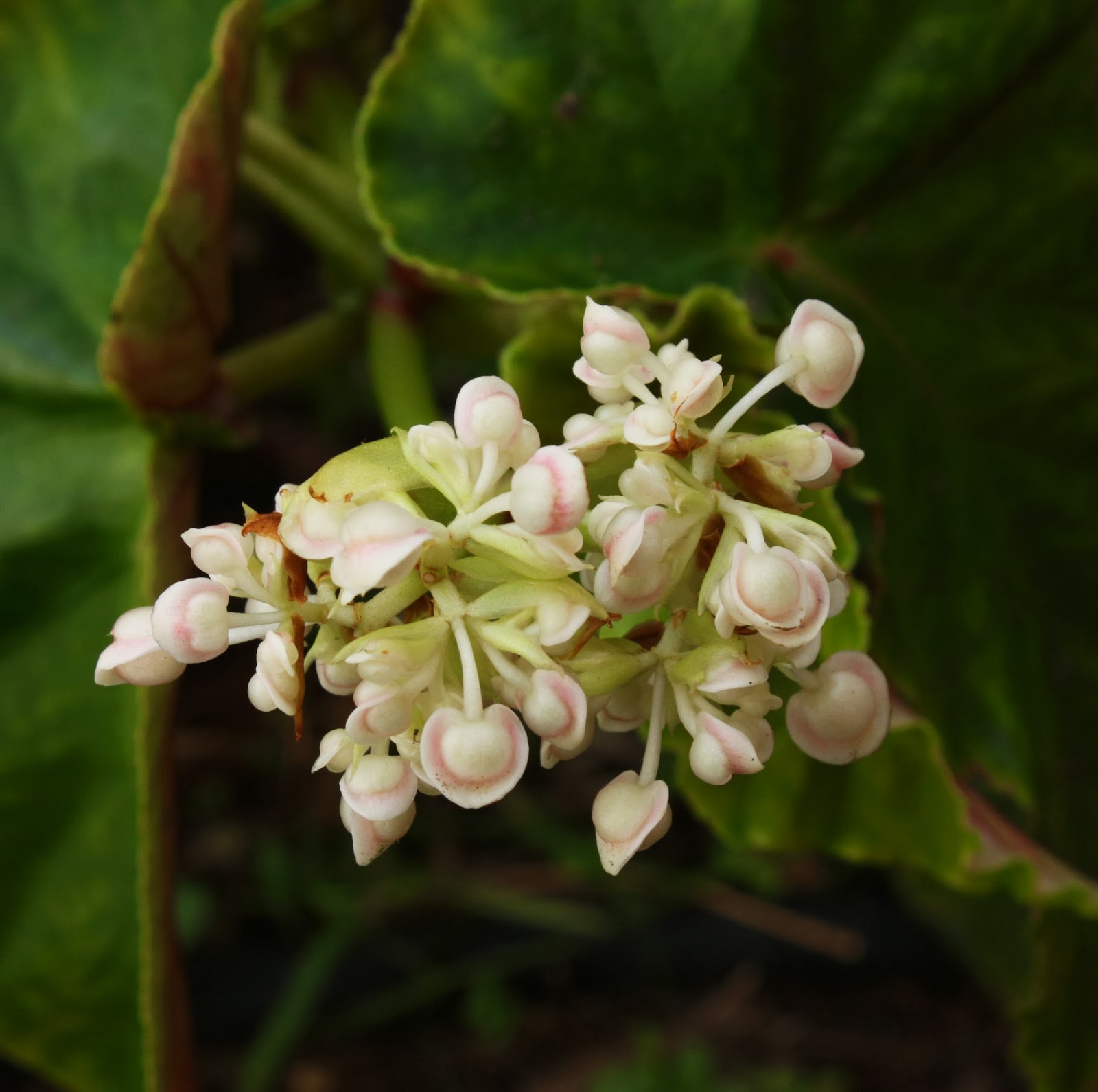Un jardín en Málaga: Begonia Angularis
