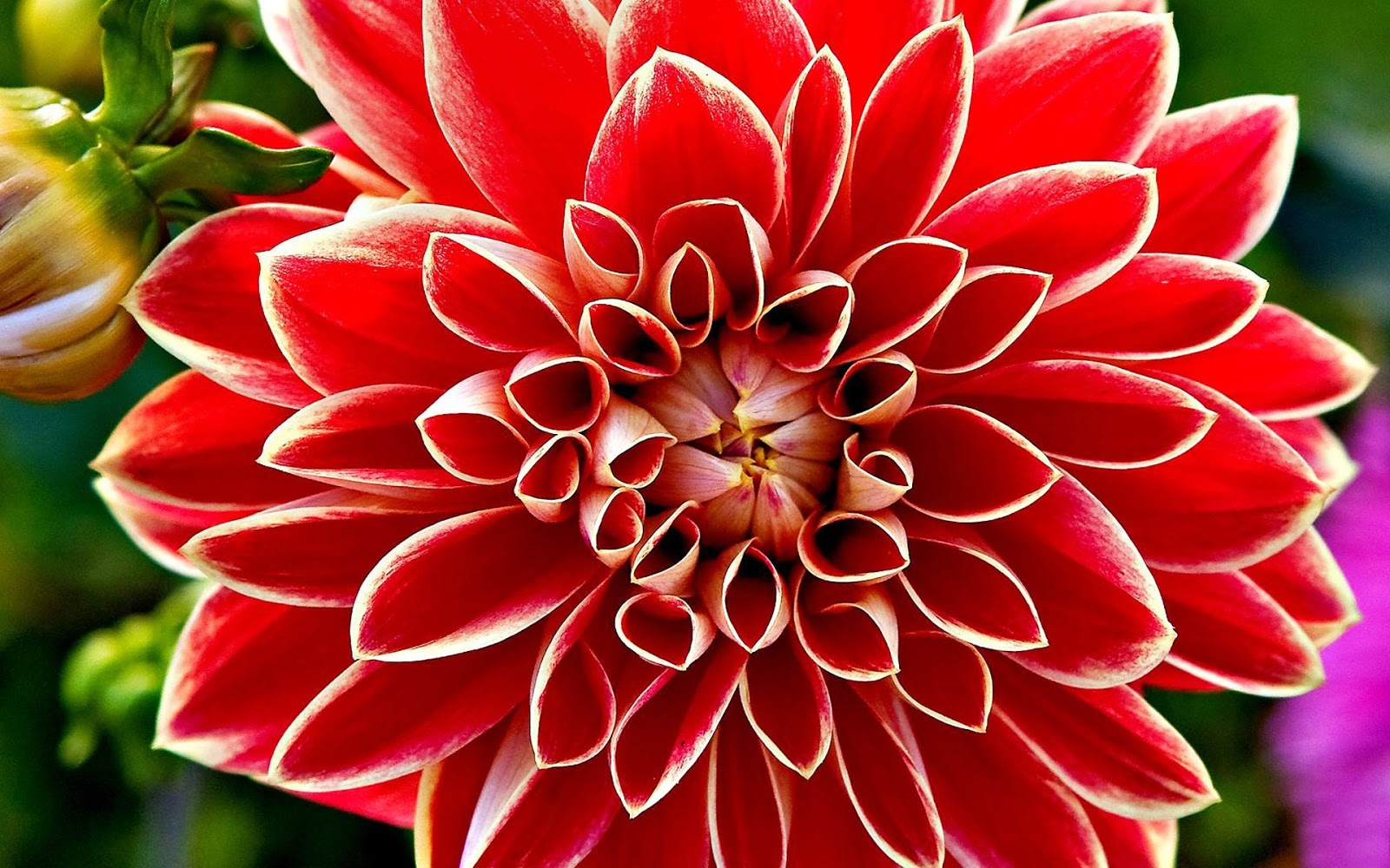 Dahlia full hd wallpaper 100% HD desktop images