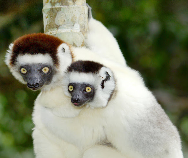 Sifaka | The Biggest Animals Kingdom