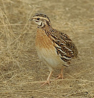 Vanzare prepelite, pui si oua de prepelite