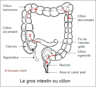 Anatomie et physiologie digestives | Récap' IDE